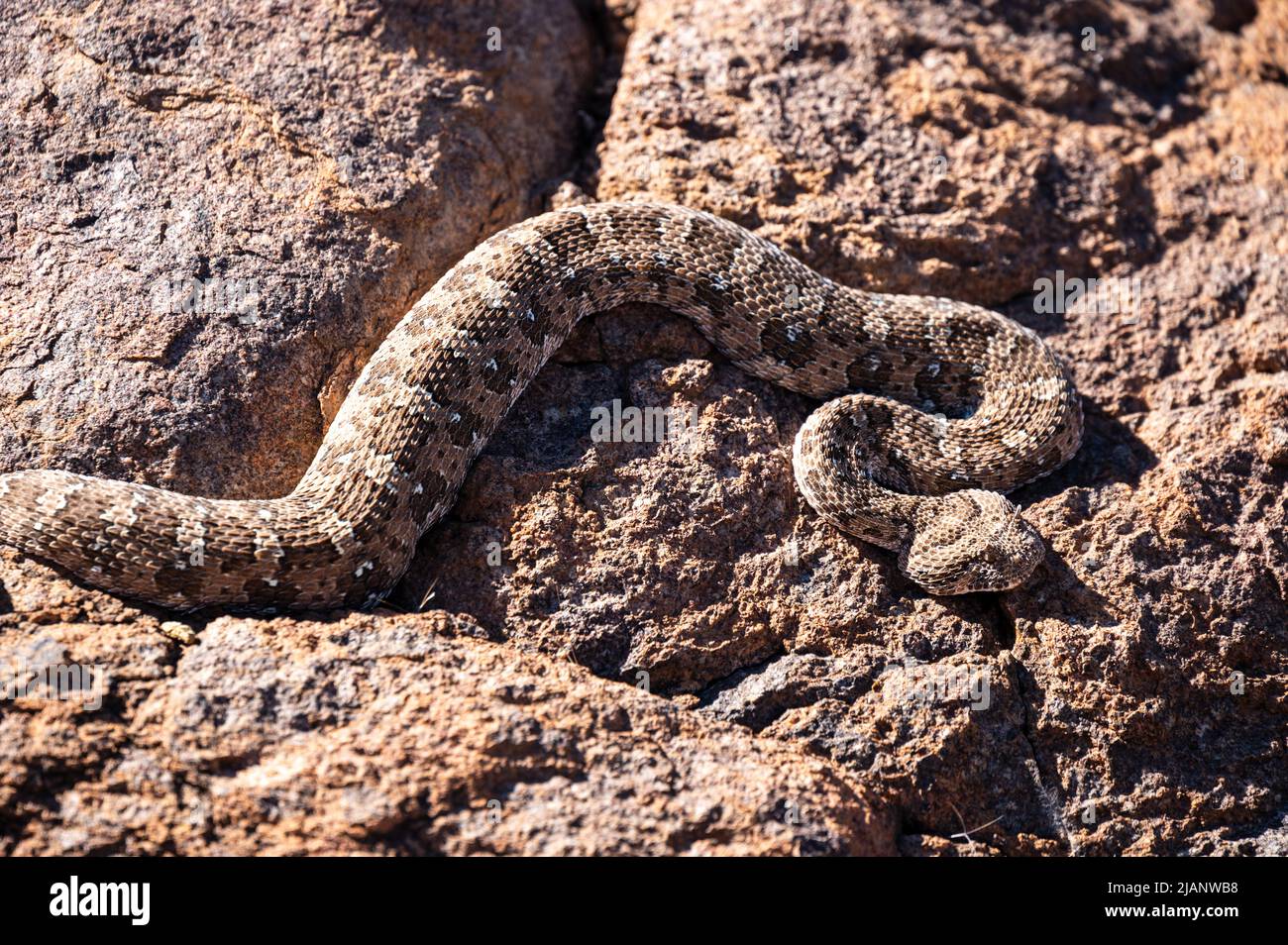 Puff adder warms itself on a rock Stock Photo - Alamy