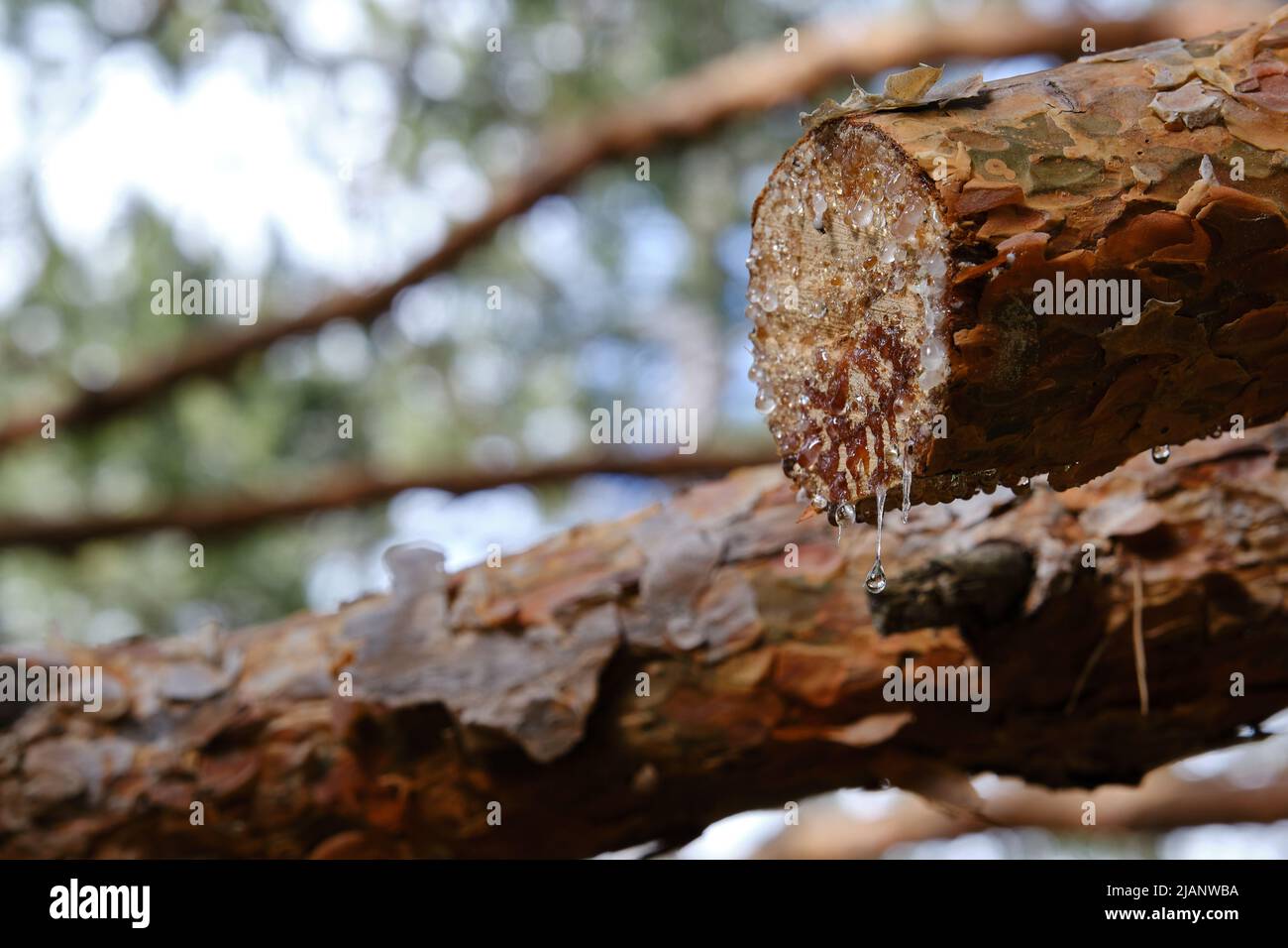 Drops of resin falling from a pruned pine branch Stock Photo - Alamy