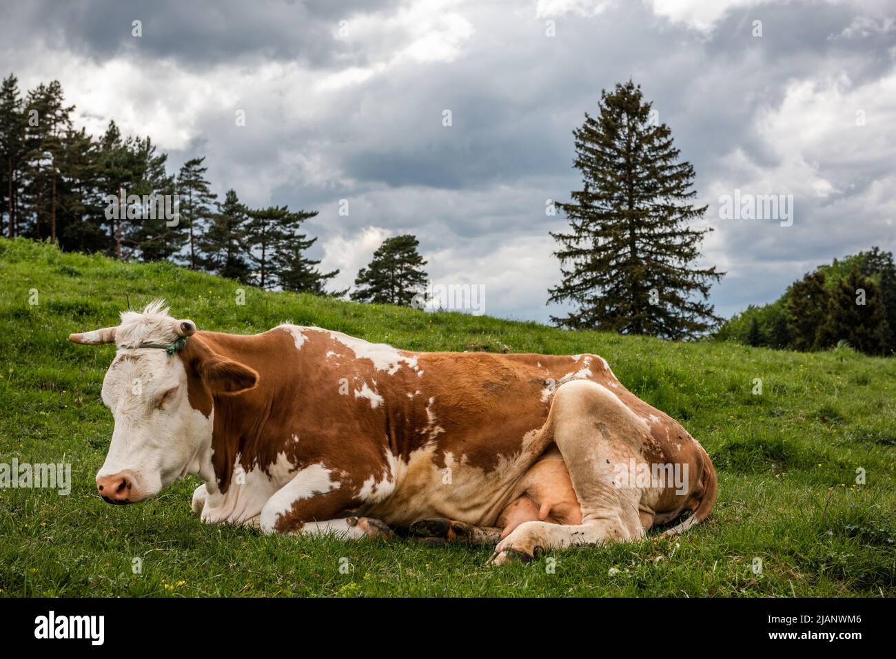 Sleeping cow on grass hi-res stock photography and images - Alamy