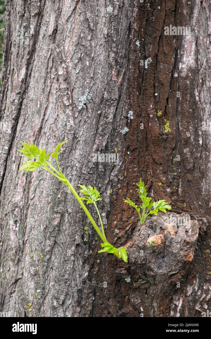 Small plants growing over old tree trunks Stock Photo - Alamy