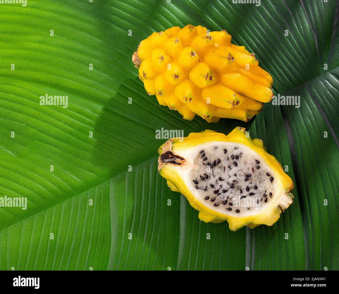Organic ripe yellow pitahaya - Selenicereus megalanthus Stock Photo - Alamy