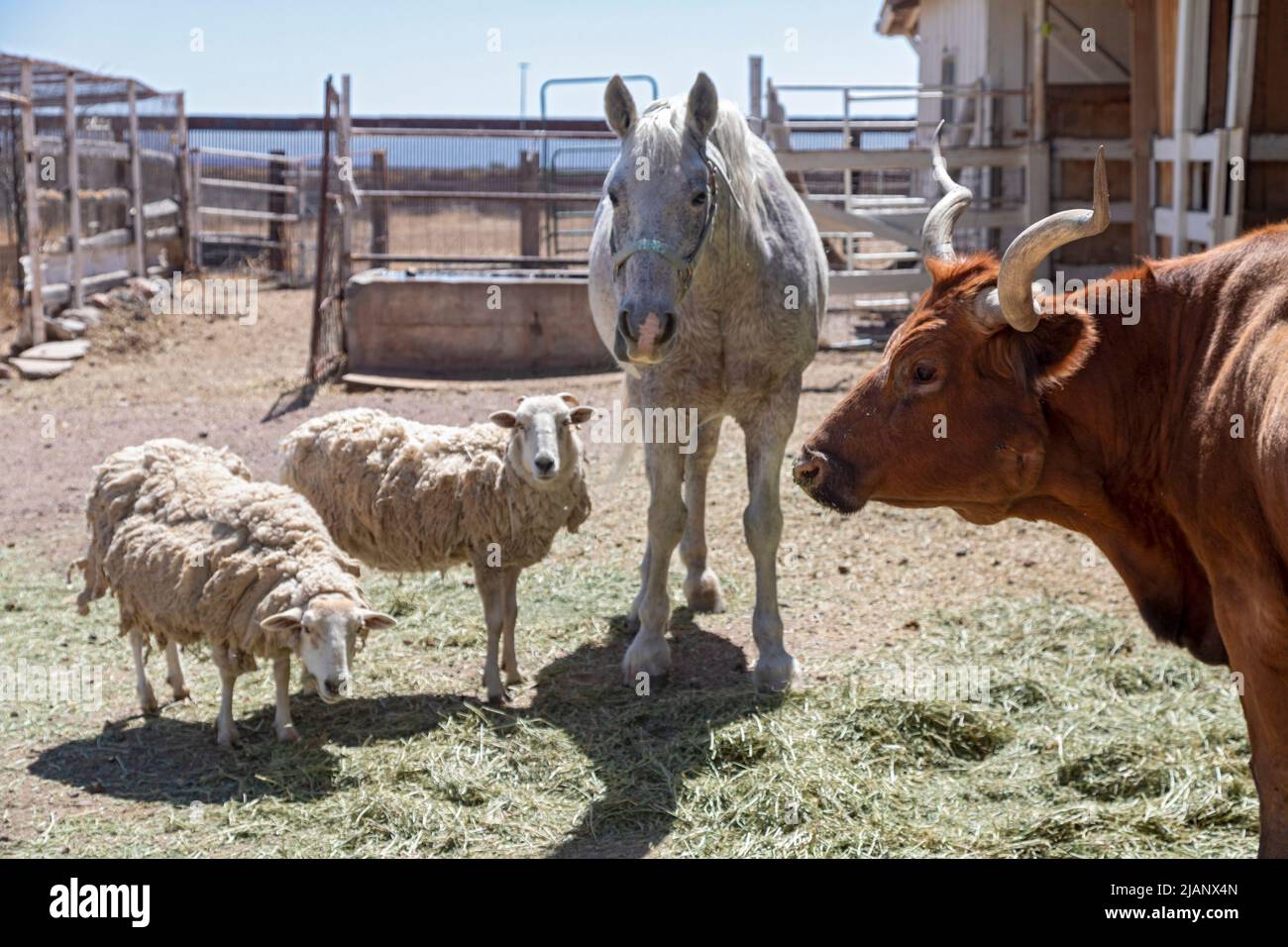 Douglas, Arizona - Farm animals pose for a picture at the Slaughter ...
