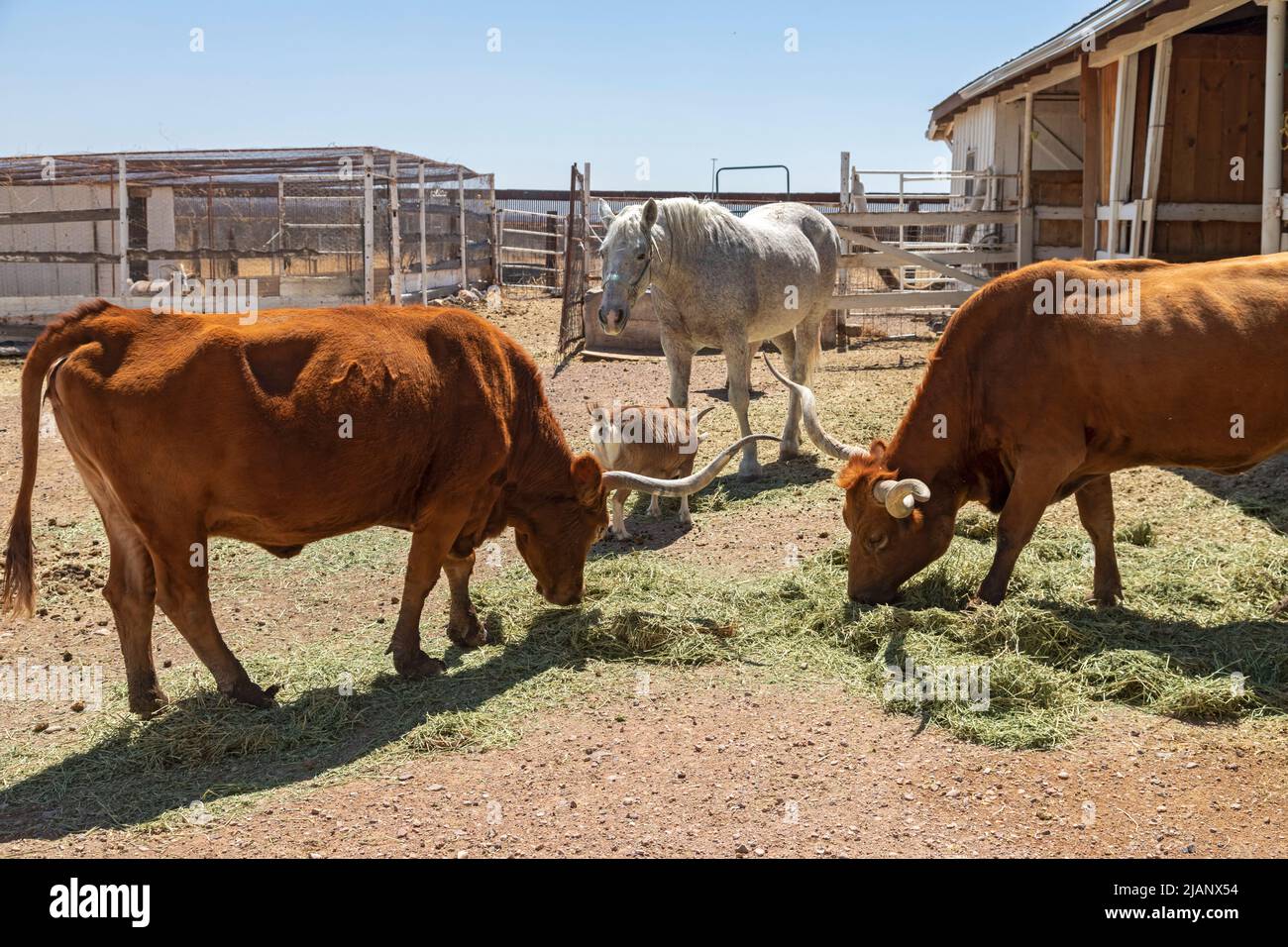 Douglas, Arizona - Farm animals at the Slaughter Ranch, in southeast ...
