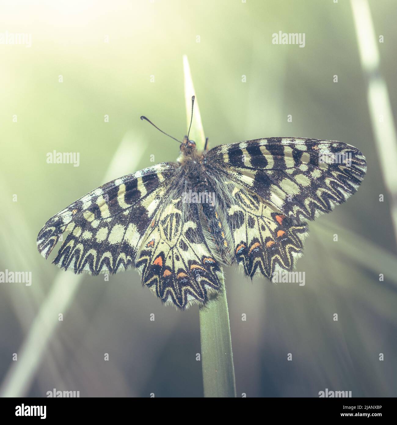 Festoon butterfly hi-res stock photography and images - Alamy