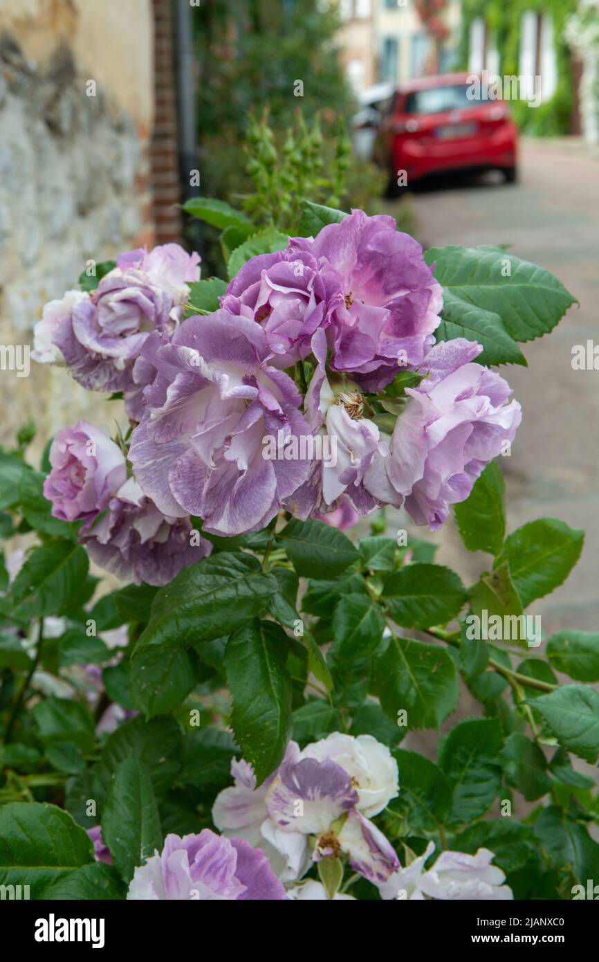 Summer blossom of fragrant colorful roses flowers on narrow streets of ...
