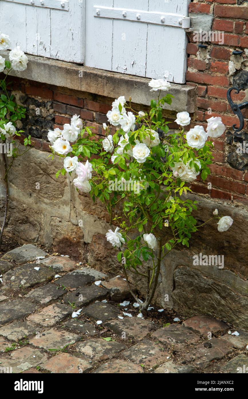 Summer blossom of fragrant colorful roses flowers on narrow streets of ...