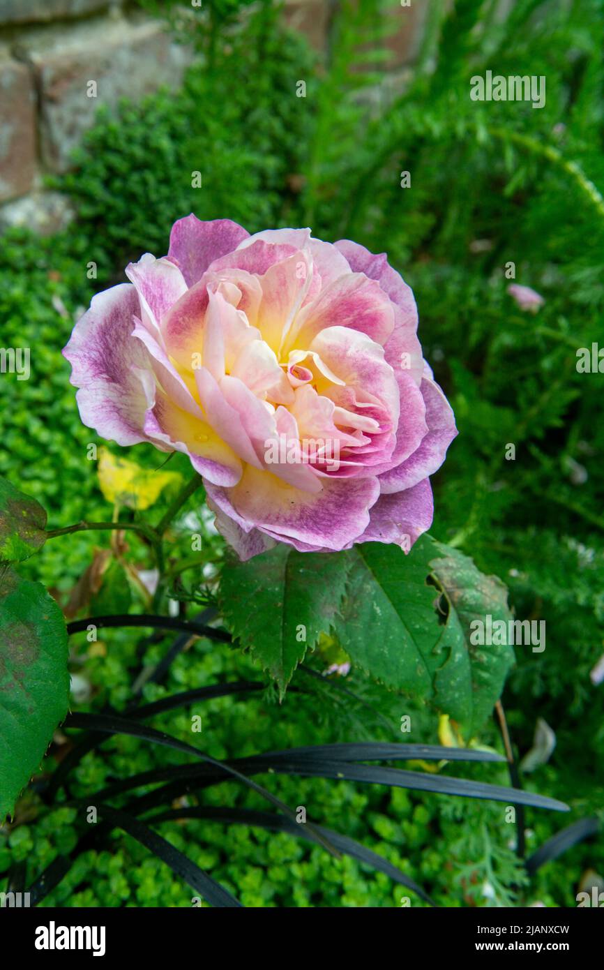 Summer blossom of fragrant colorful roses flowers on narrow streets of ...