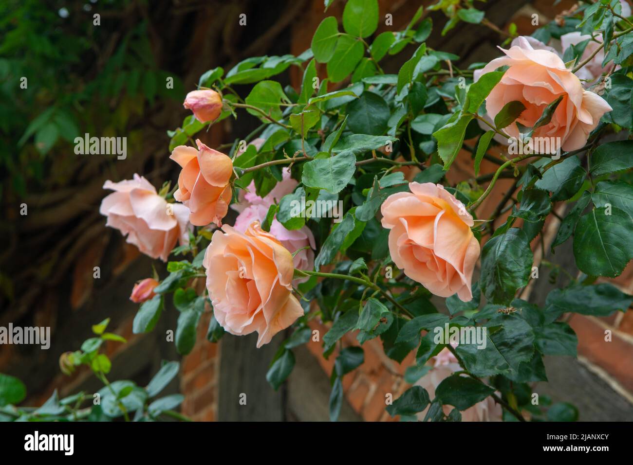 Summer blossom of fragrant colorful roses flowers on narrow streets of ...