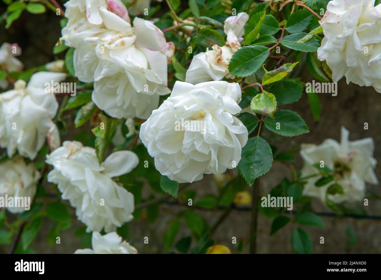 Summer blossom of fragrant colorful roses flowers on narrow streets of ...