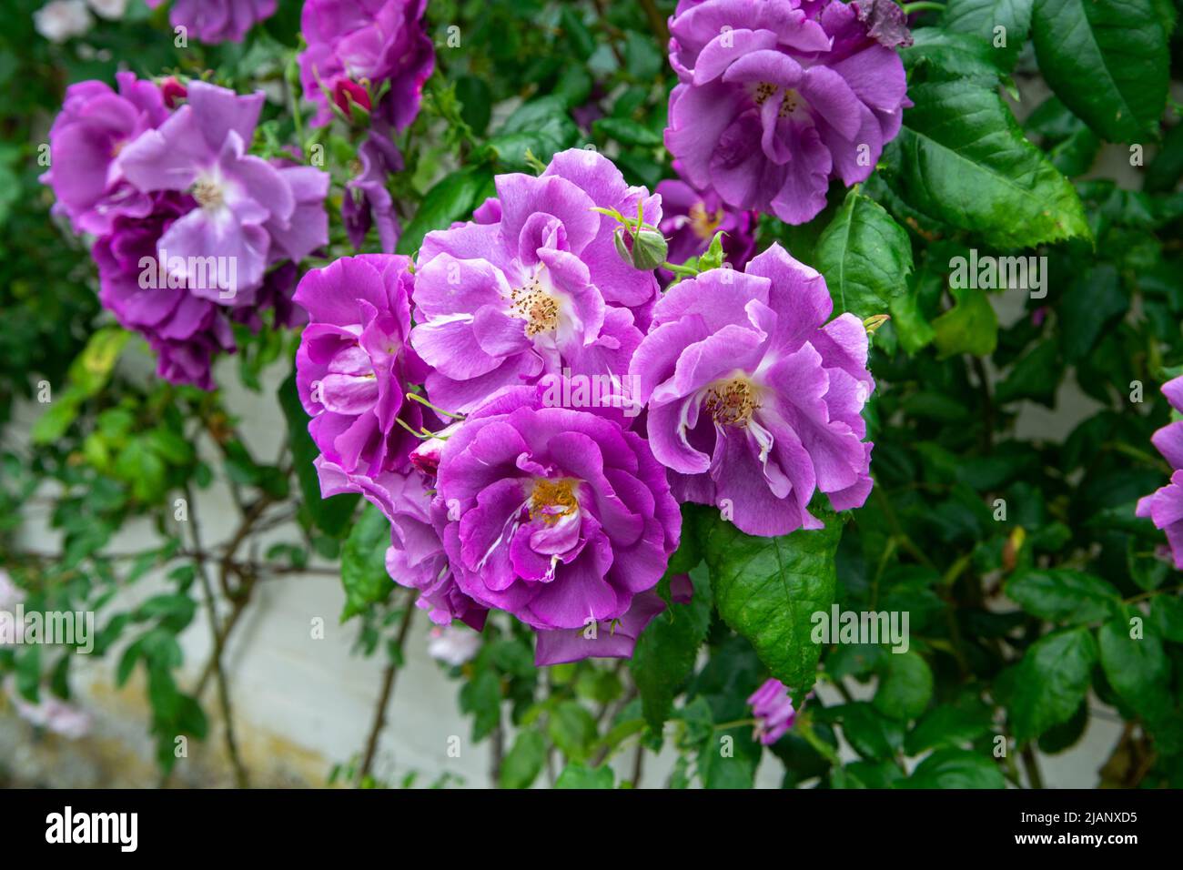 Summer blossom of fragrant colorful roses flowers on narrow streets of ...