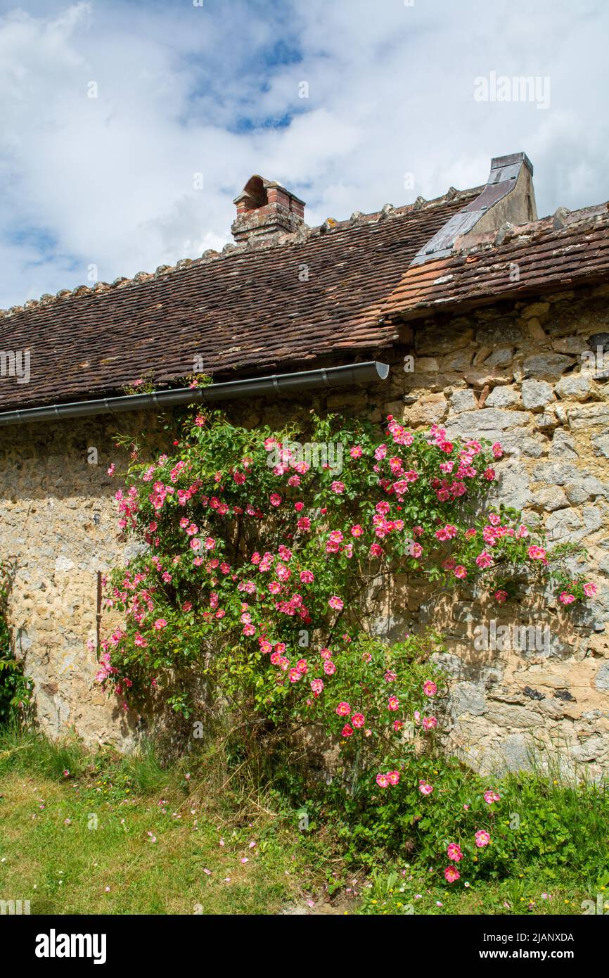 Summer blossom of fragrant colorful roses flowers on narrow streets of ...