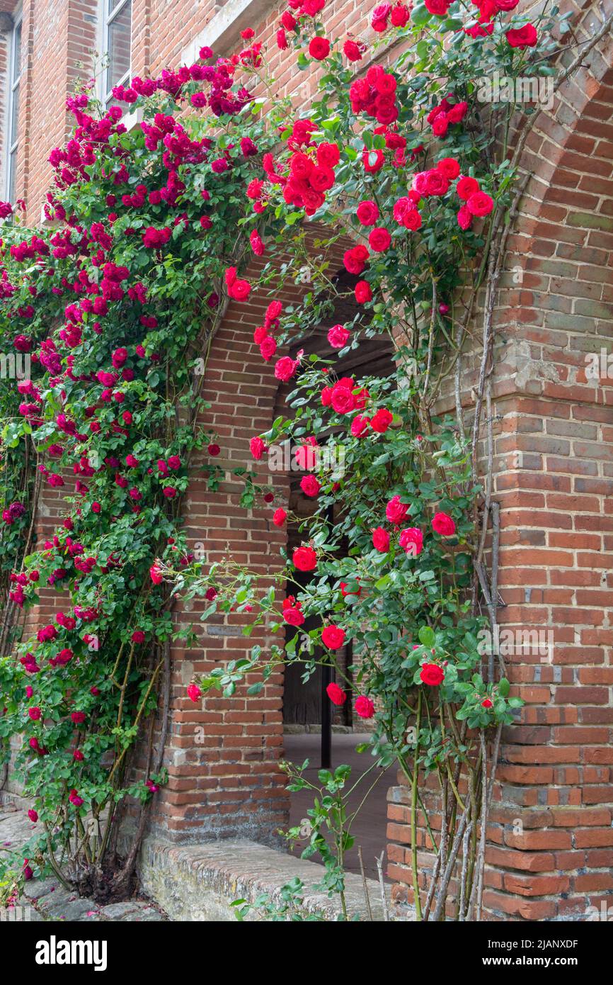 Summer blossom of fragrant colorful roses flowers on narrow streets of ...