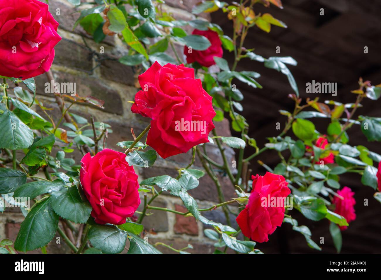 Summer blossom of fragrant colorful roses flowers on narrow streets of ...