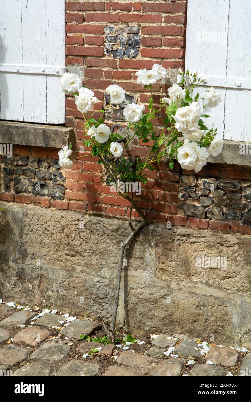 Summer blossom of fragrant colorful roses flowers on narrow streets of ...