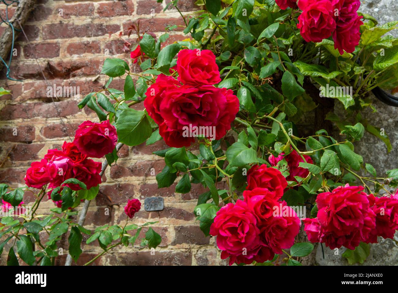 Summer blossom of fragrant colorful roses flowers on narrow streets of ...