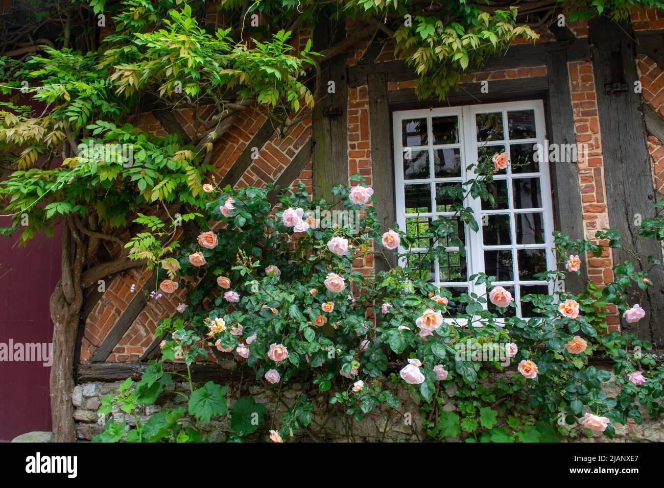 Summer blossom of fragrant colorful roses flowers on narrow streets of ...