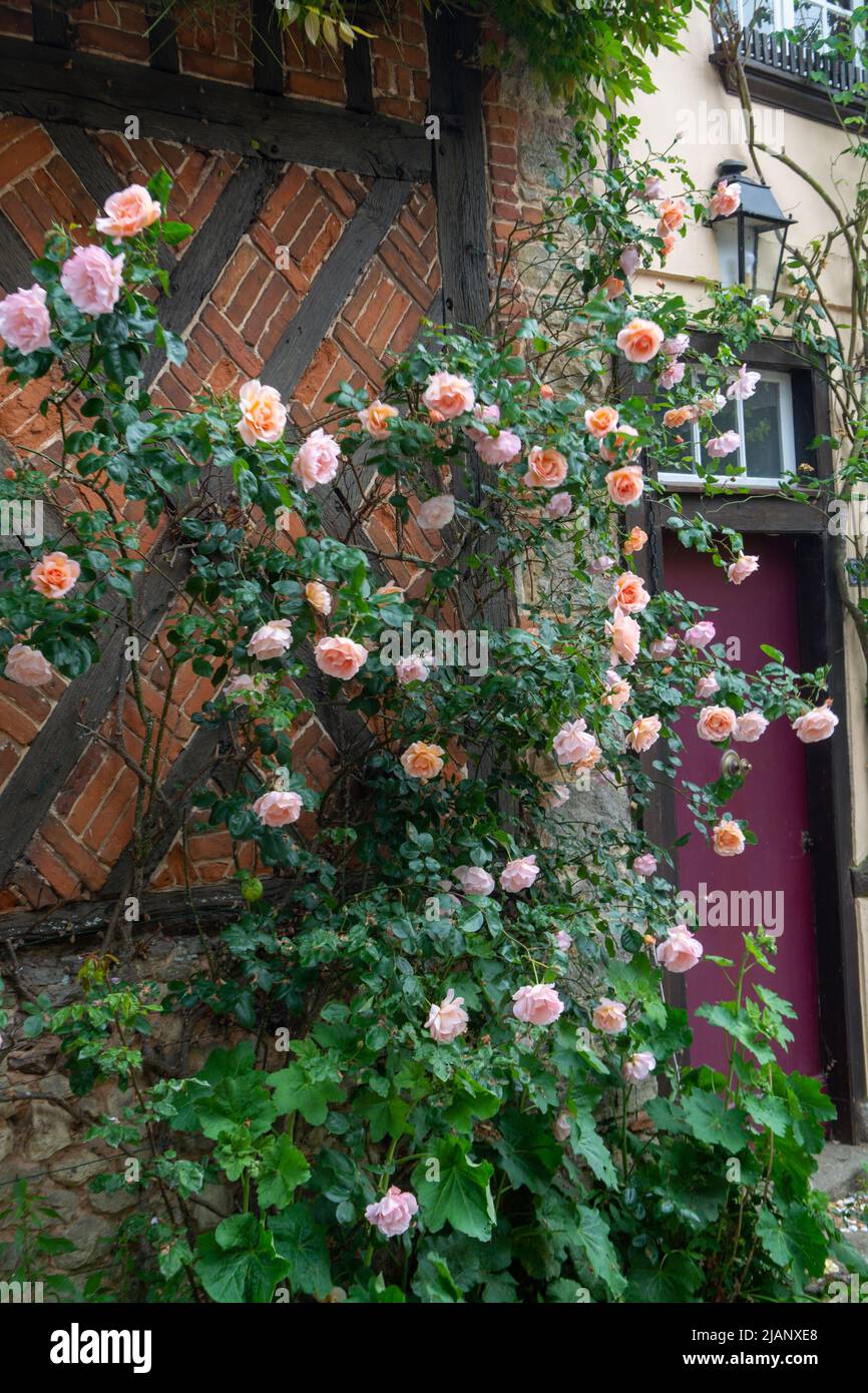 Summer blossom of fragrant colorful roses flowers on narrow streets of ...