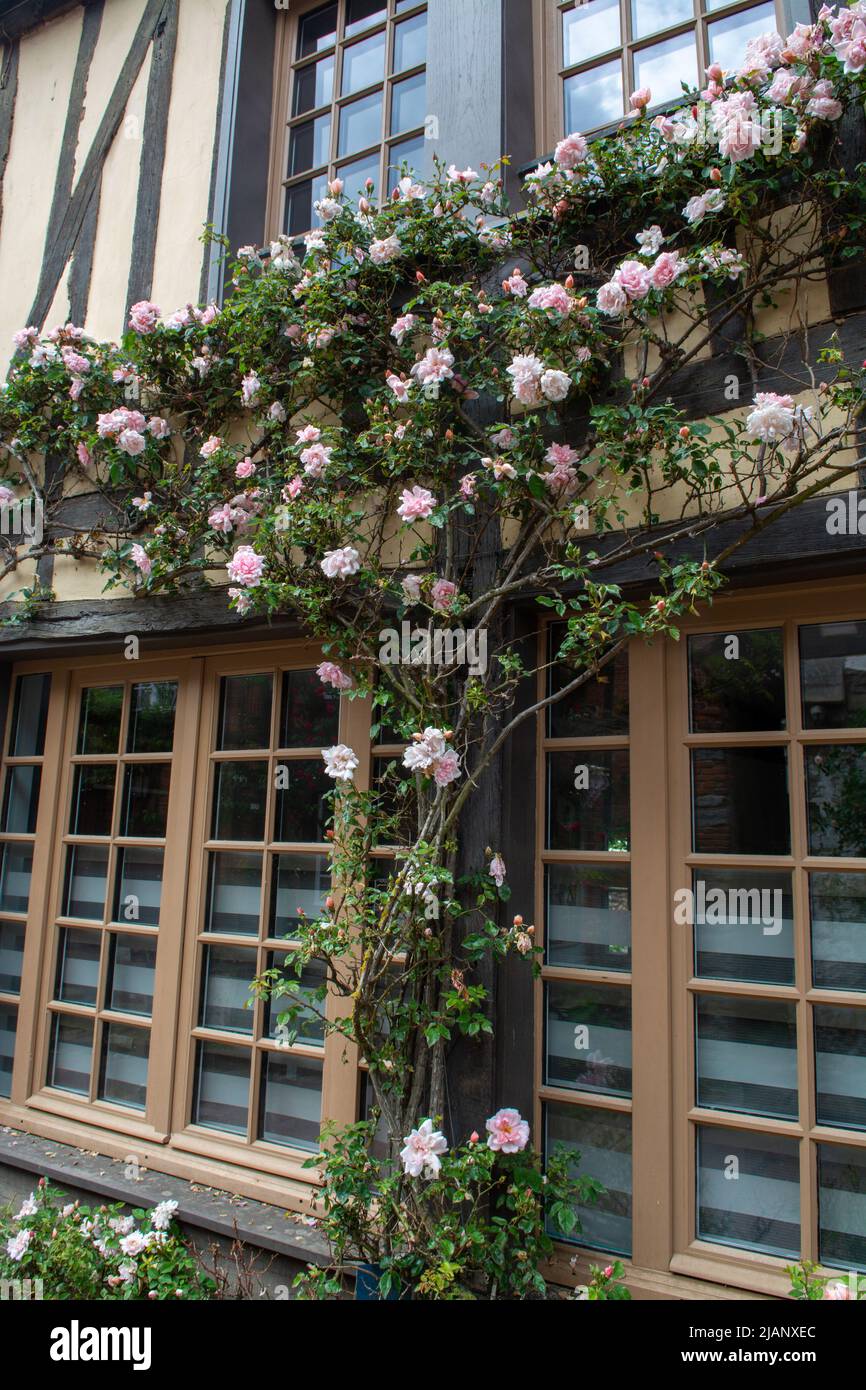 Summer blossom of fragrant colorful roses flowers on narrow streets of ...