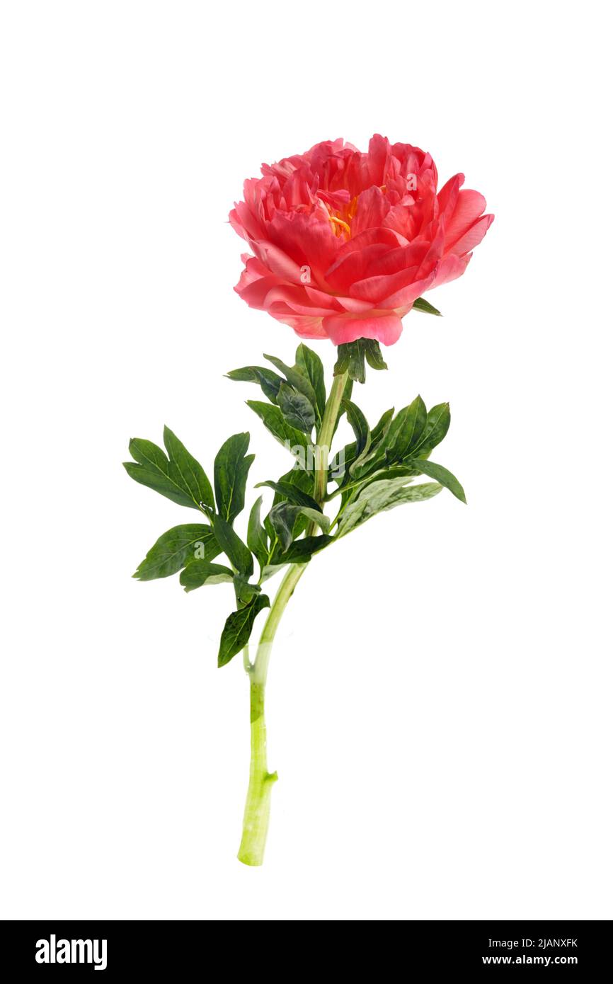 Border peony flowers on Cut Out Stock Images & Pictures - Alamy