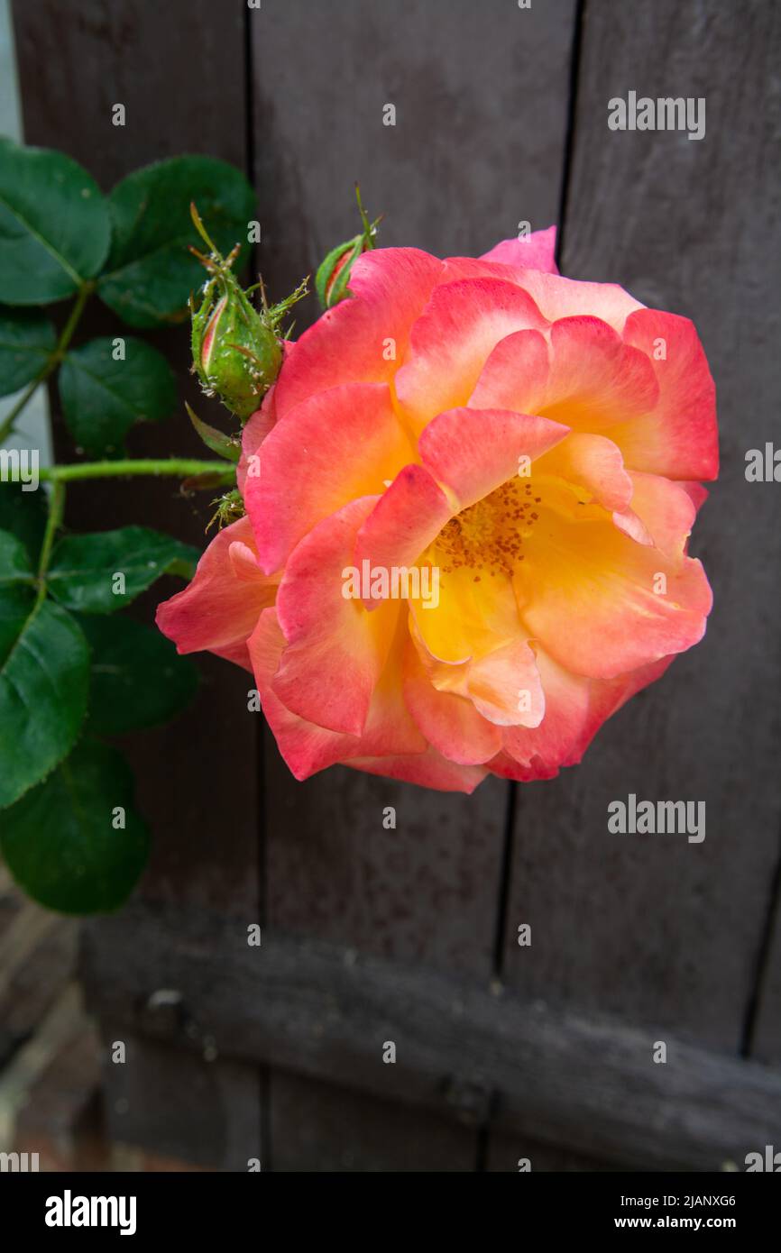 Summer blossom of fragrant colorful roses flowers on narrow streets of ...