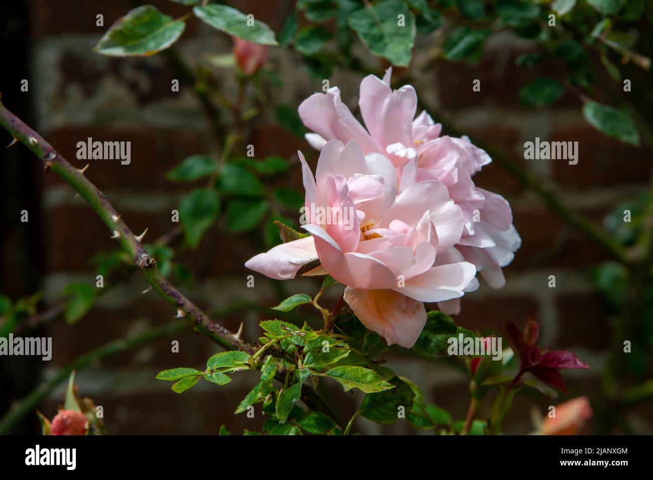 Summer blossom of fragrant colorful roses flowers on narrow streets of ...