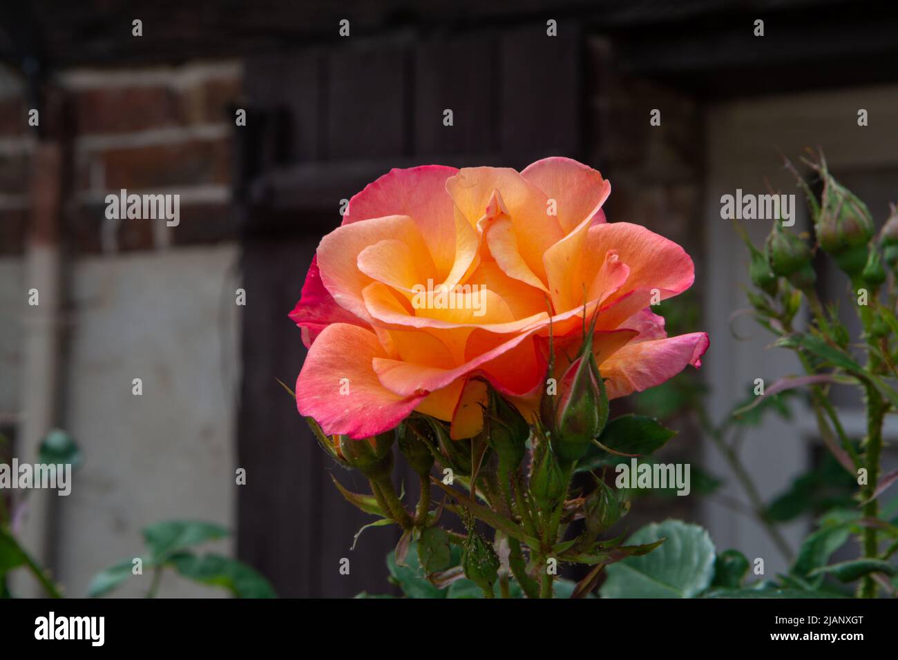 Summer blossom of fragrant colorful roses flowers on narrow streets of ...