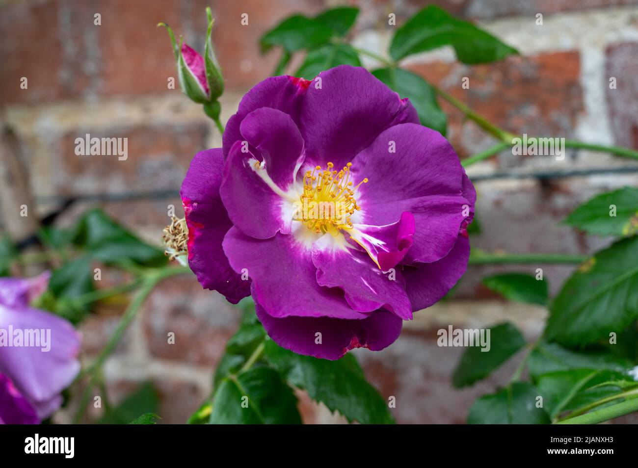 Summer blossom of fragrant colorful roses flowers on narrow streets of ...