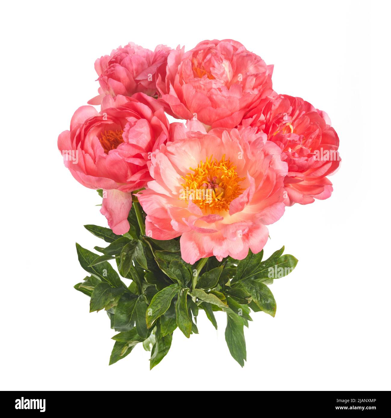 Beautiful pink peonies flowers isolated on white background Stock Photo ...