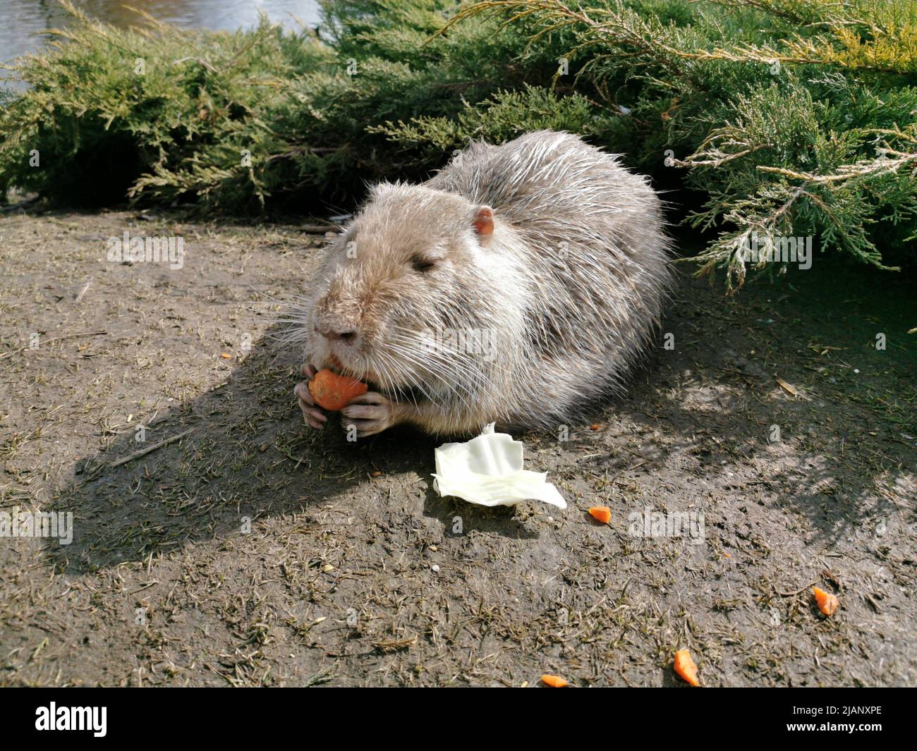 Close-up of a hairy nutria that eats food and stands on the grass Stock ...