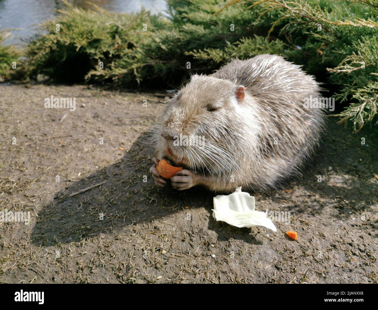 Close-up of a hairy nutria that eats food and stands on the grass Stock ...