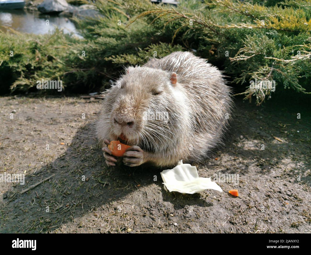 Close up muskrat eats grass hi-res stock photography and images - Alamy