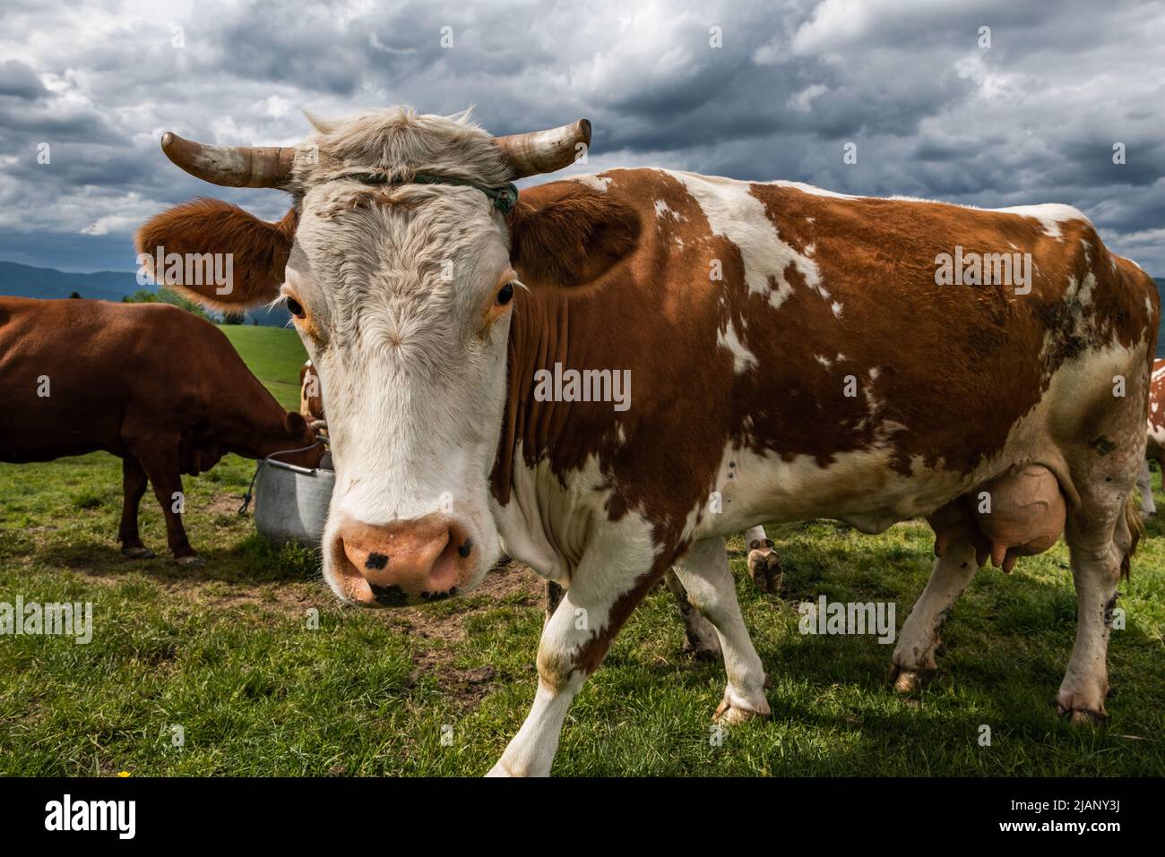 Cow walk hi-res stock photography and images - Alamy