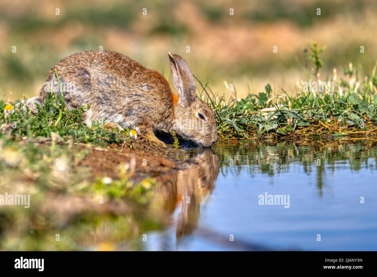 Cute wild rabbit drinking hi-res stock photography and images - Alamy