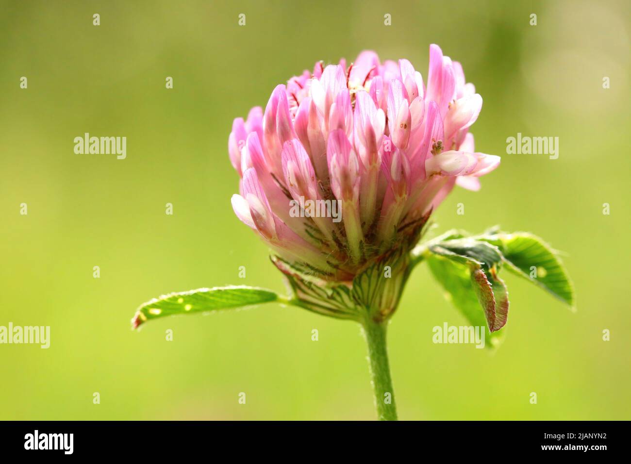 Selective focus of a clover hi-res stock photography and images - Alamy