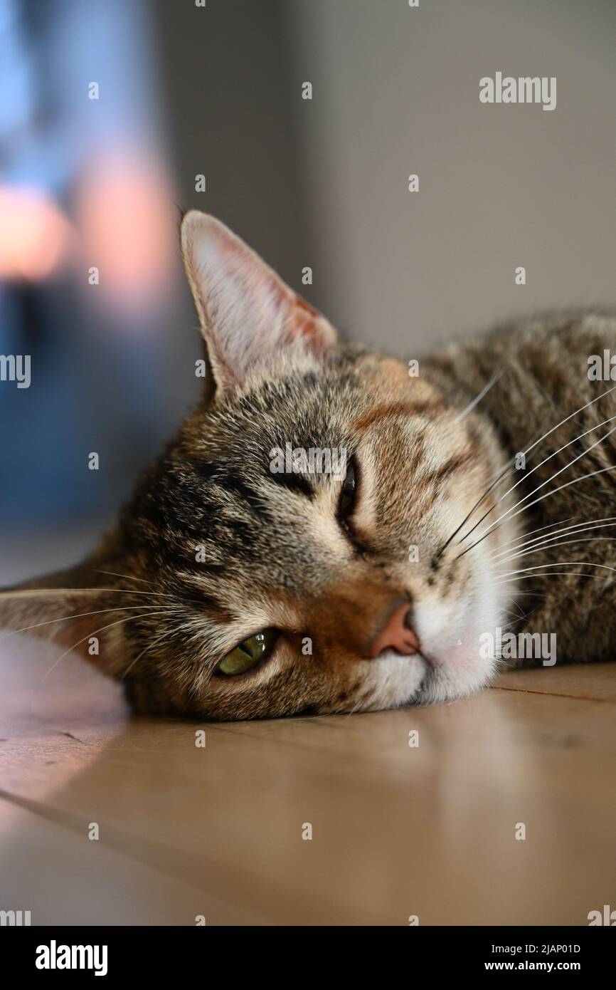 My sleepy cat Stock Photo - Alamy