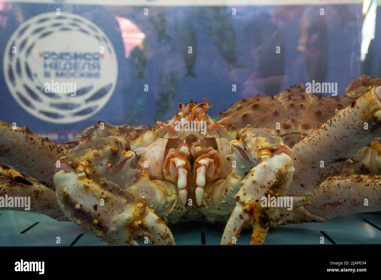 Moscow, Russia. 29th May, 2022. A live crab in an aquarium at the site ...
