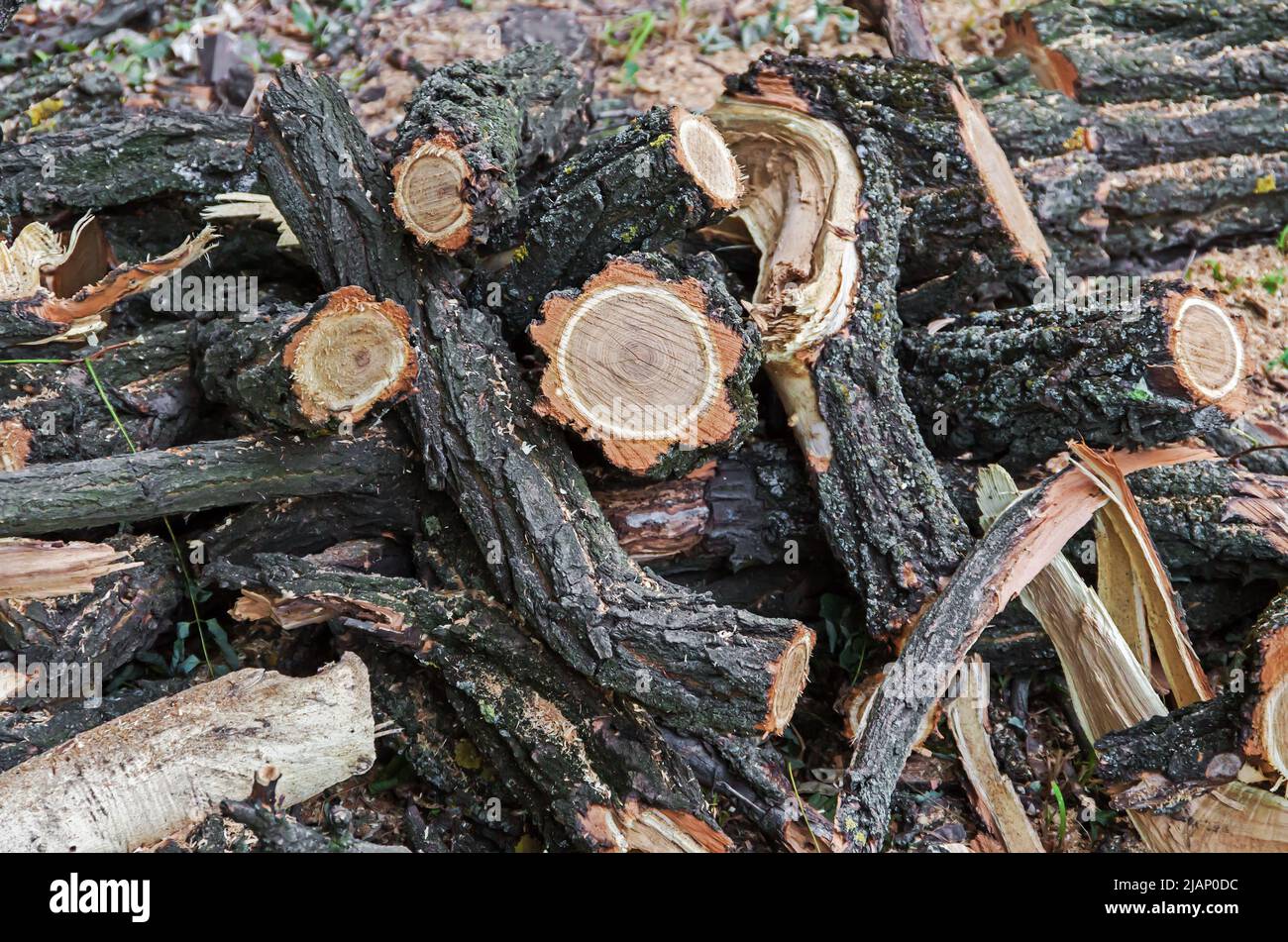 Lumber. Logs of sawn old acacia wood, material for wooden processing ...