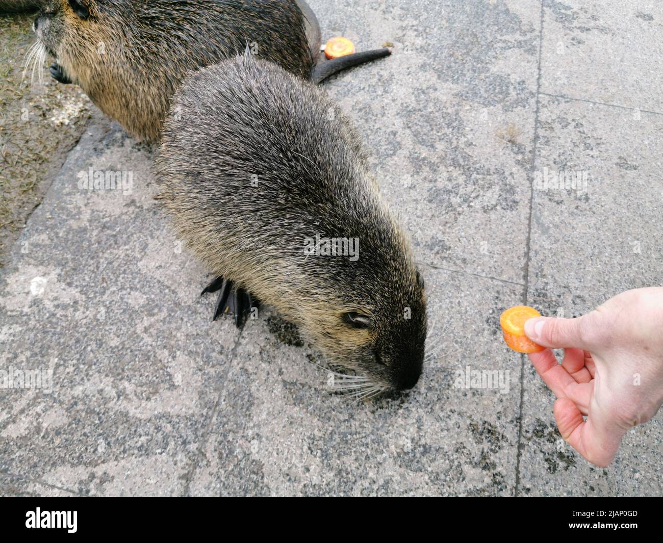 Nutria myocastor coypus is a large hi-res stock photography and images ...