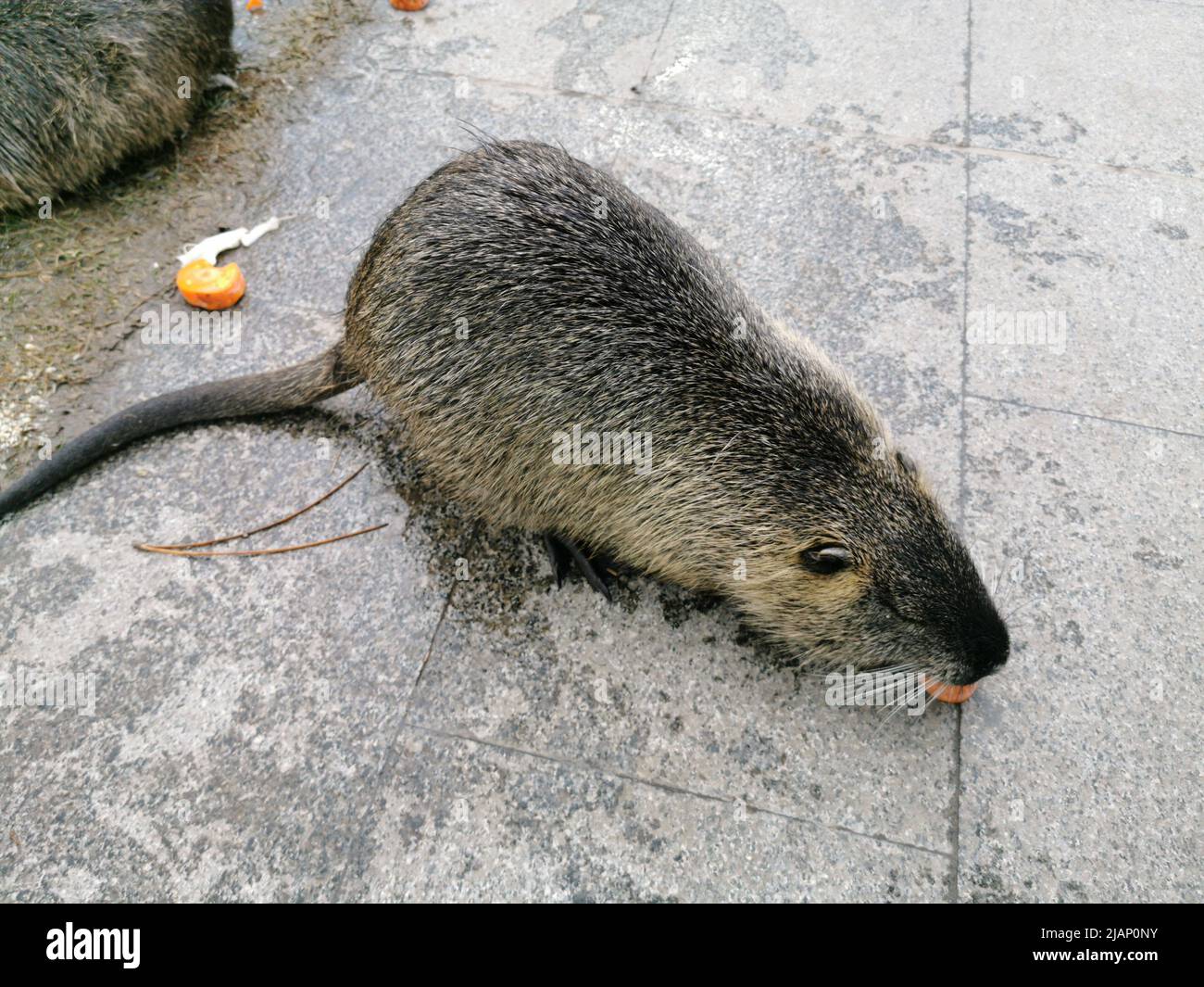 Portrait cute nutria eating carrot hi-res stock photography and images ...
