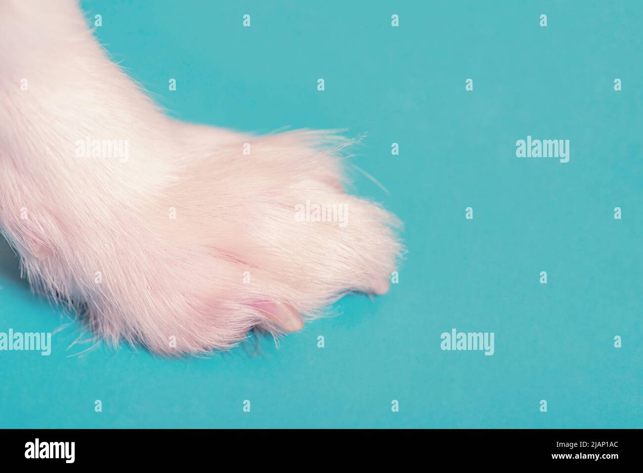 Macro photo of paws. White paw of a little dog on a blue background ...