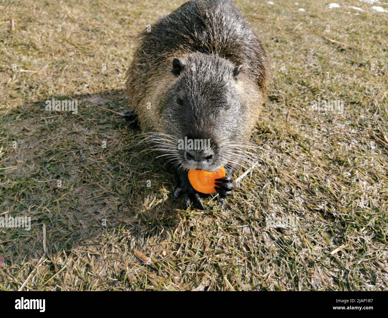 Portrait cute nutria eating carrot hi-res stock photography and images ...