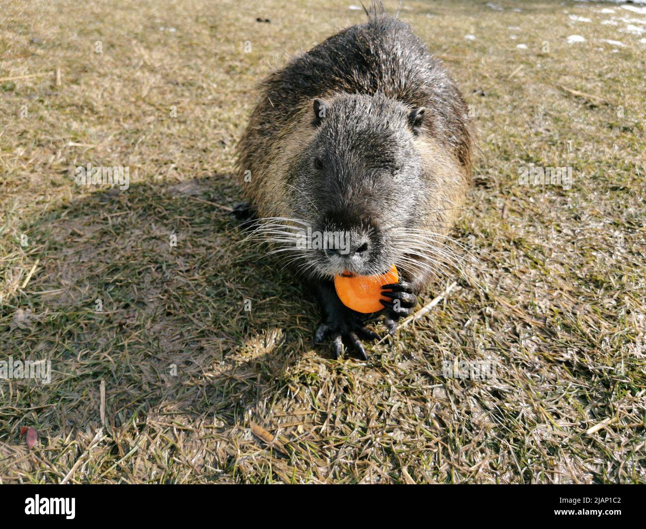 Nutria eating carrot hi-res stock photography and images - Alamy