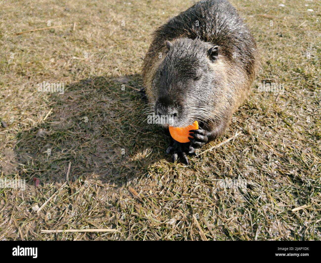 Close-up of a hairy nutria that eats food and stands on the grass Stock ...