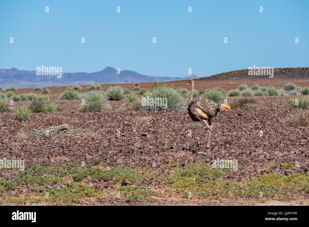 Ostrich on the african savannah Stock Photo - Alamy