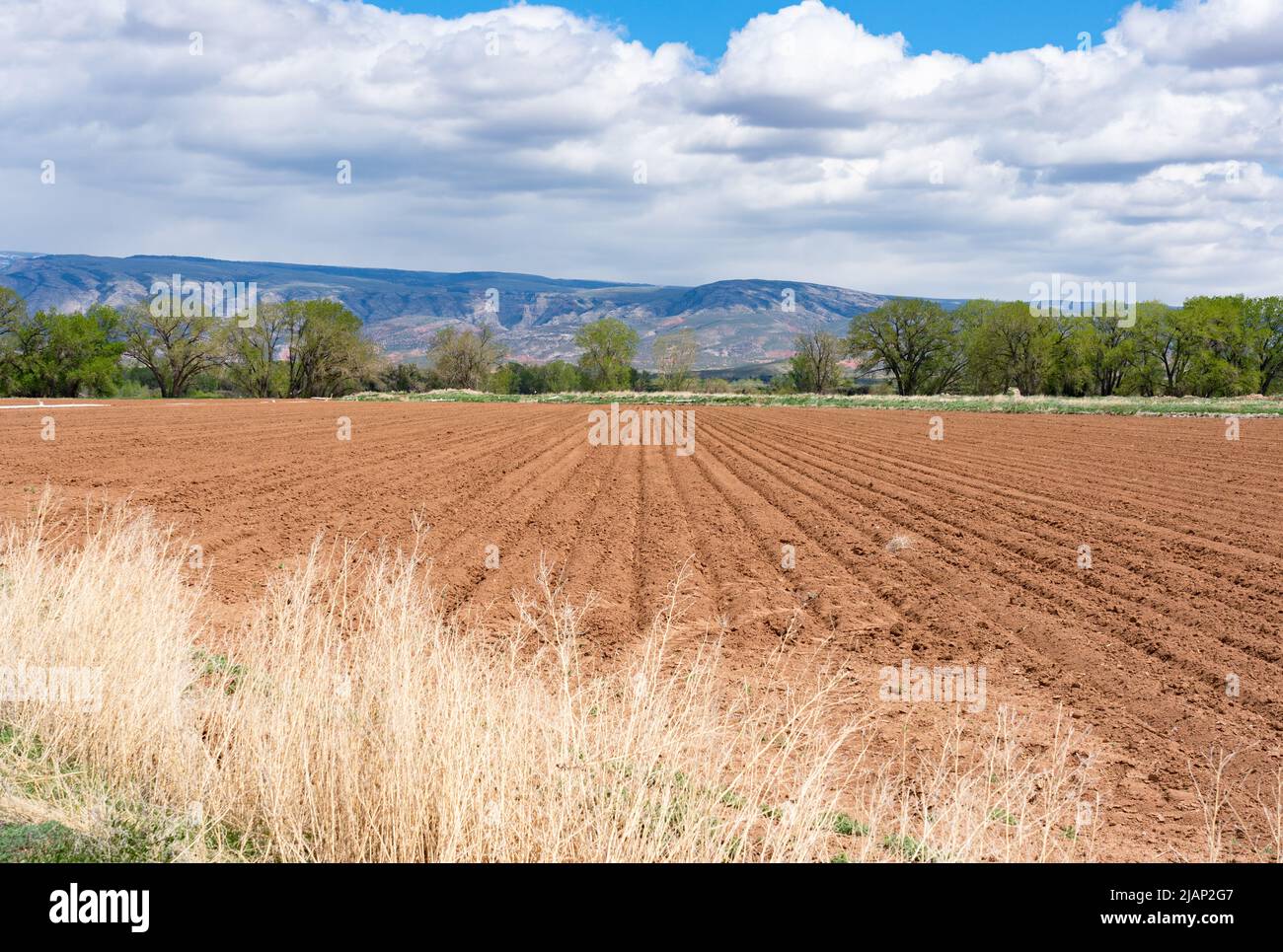 Planting big trees hi-res stock photography and images - Alamy