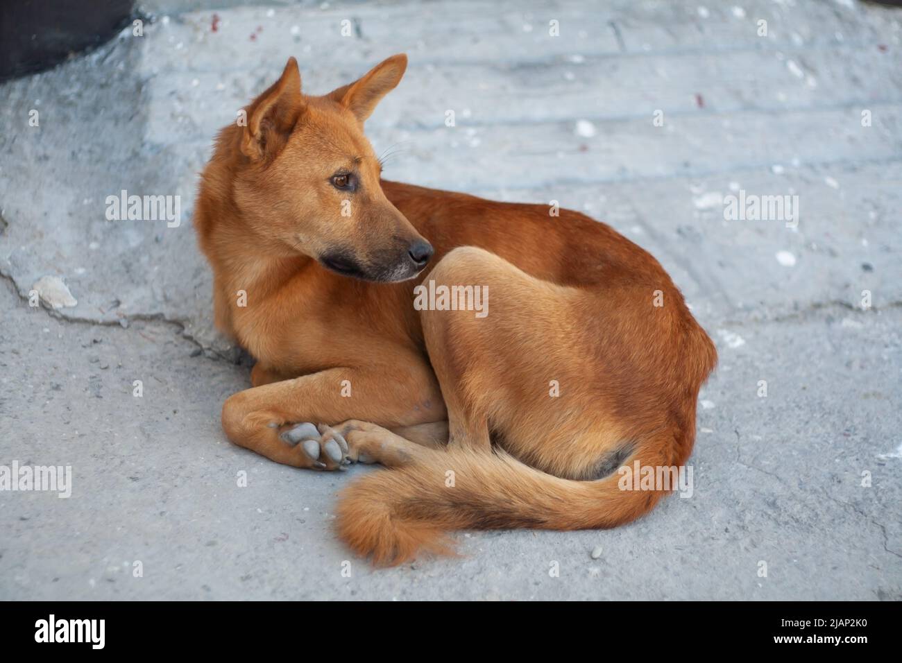 Skinny indian hi-res stock photography and images - Alamy