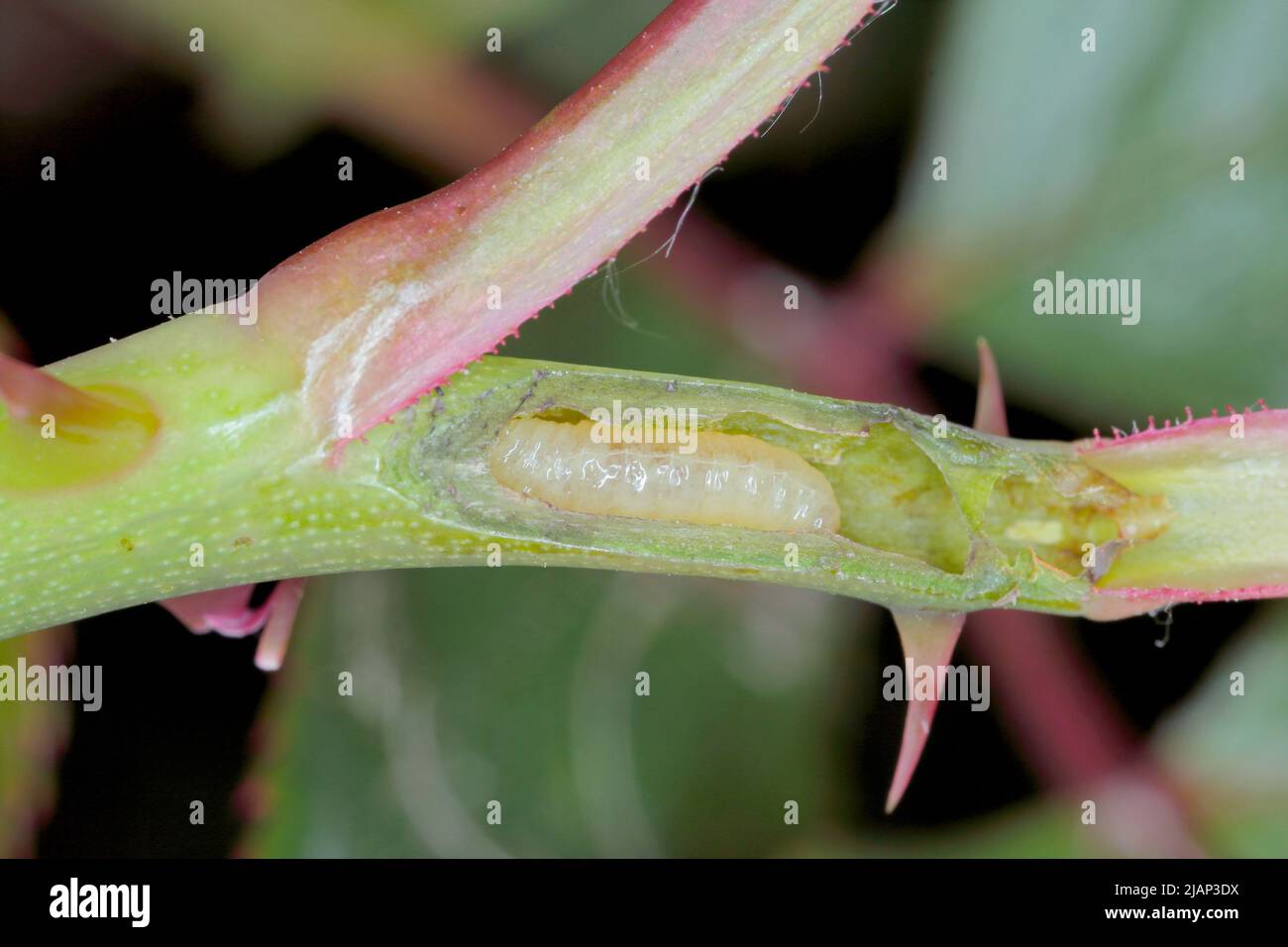 Sawflie larvae hi-res stock photography and images - Alamy