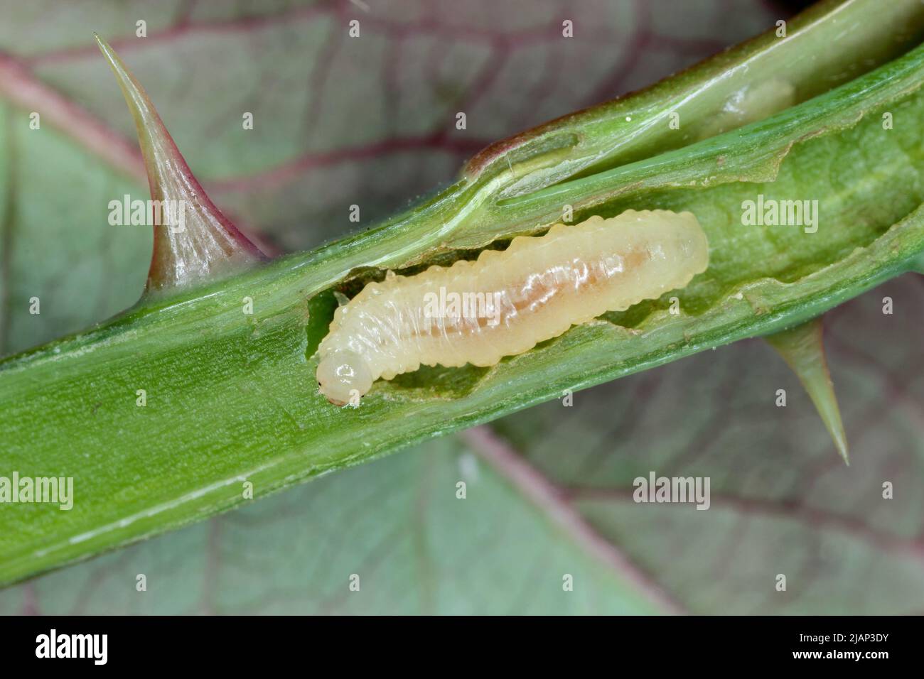 Caterpillar on rose hi-res stock photography and images - Alamy