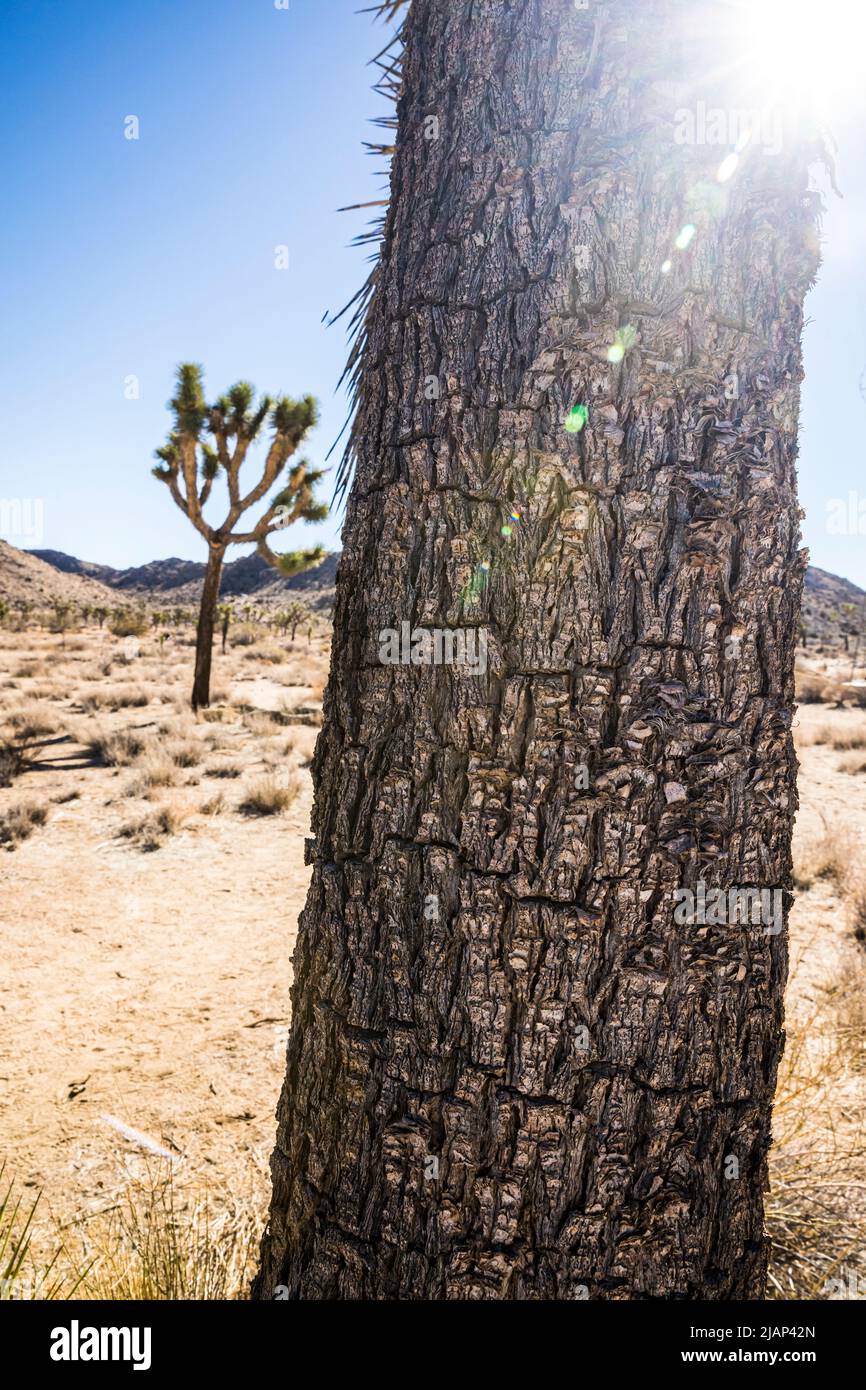 Closeup of a Joshua Tree trunk against a landscape and blue sky in ...