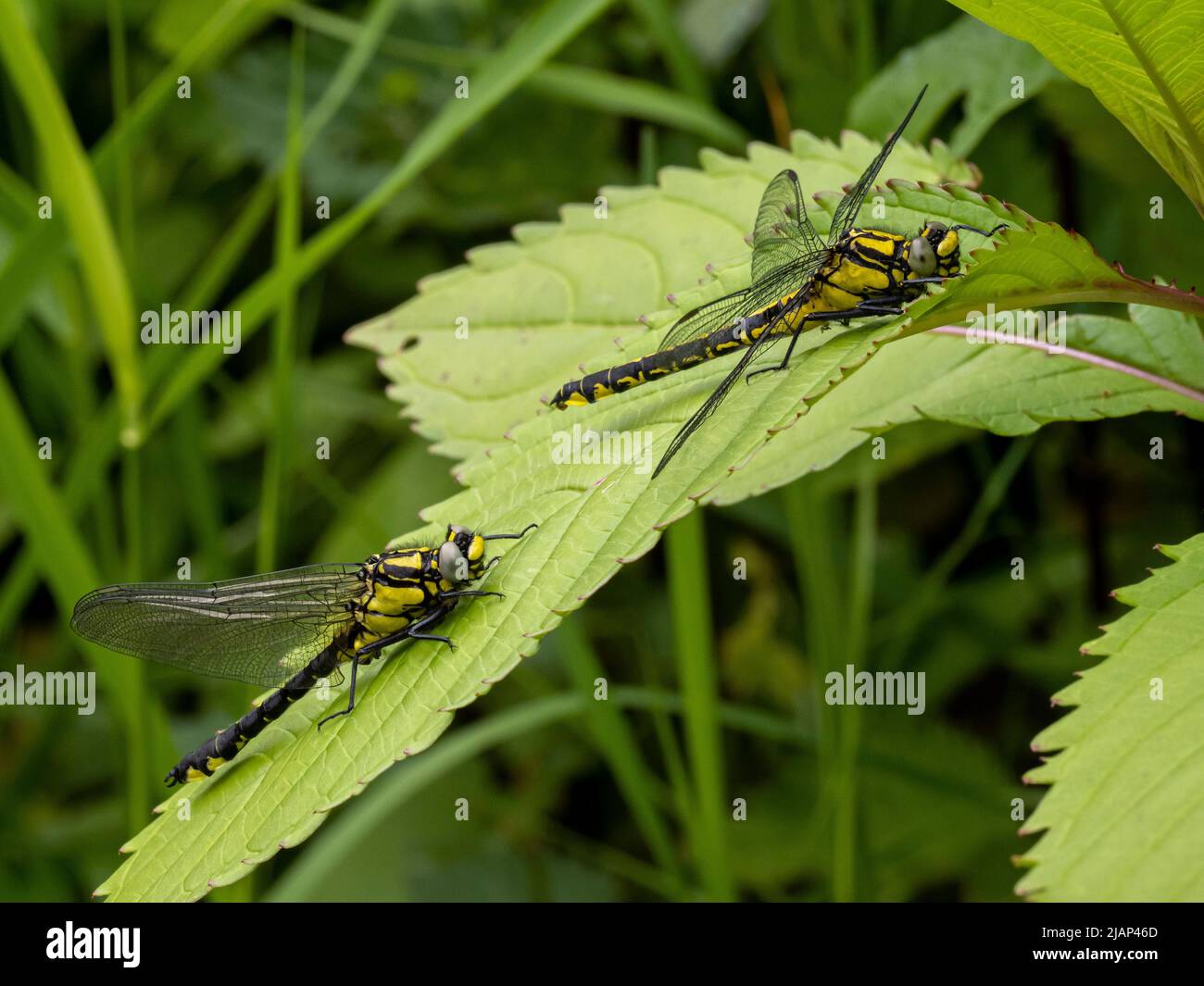 Common Clubtail Dragonfly (Gomphus vulgatissimus). Male and female ...